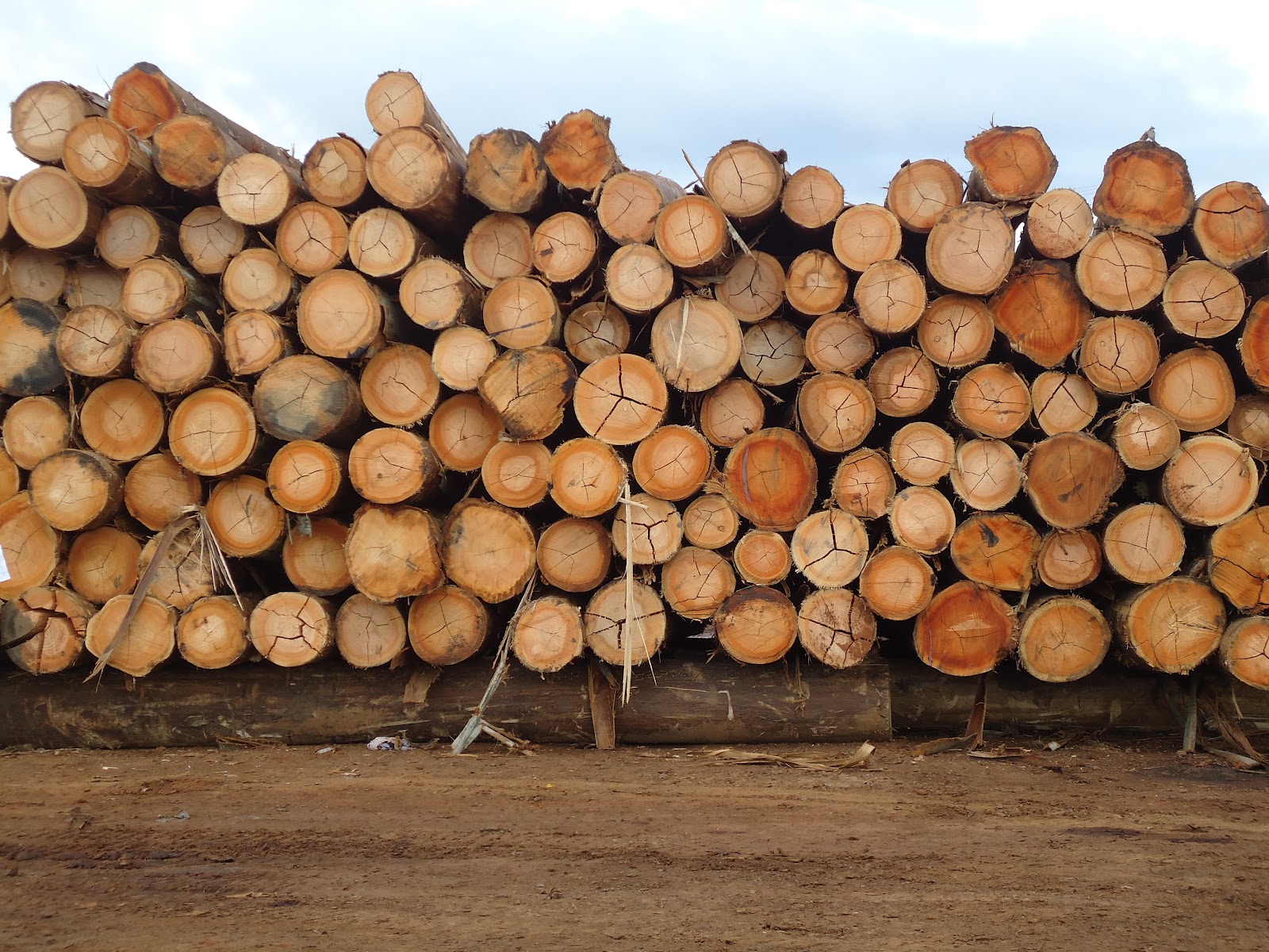 madeira | Bioflorestal
